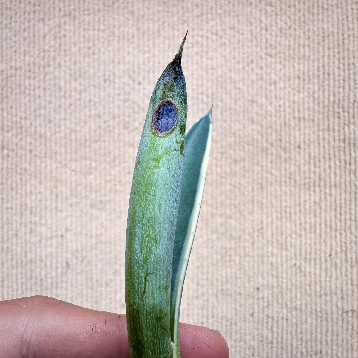 Yahoo!オークション - 【Lj_plants】C069 美種アガベ オバティフオリア...