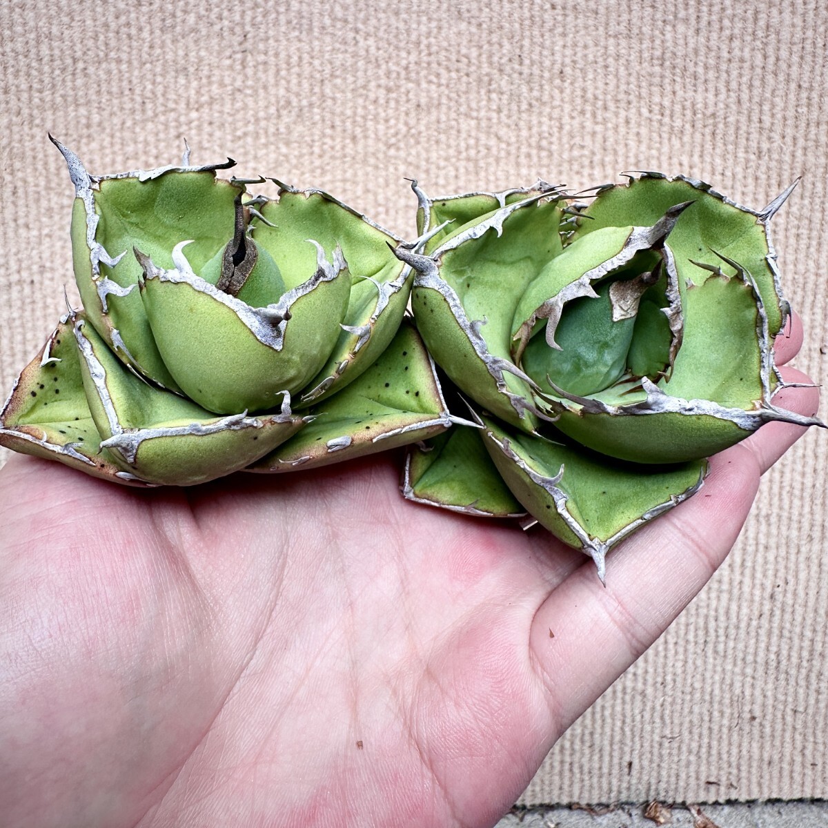 Yahoo!オークション - 【Lj_plants】C080 特選 アガベ 多肉植物 ジャガ...