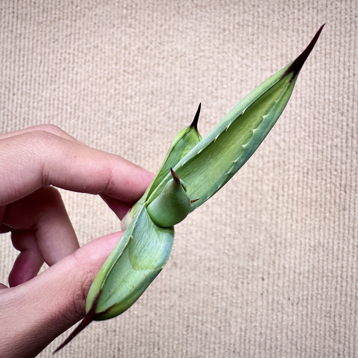 Yahoo!オークション - 【Lj_plants】C405 多肉植物 アガベ マクロアカ...