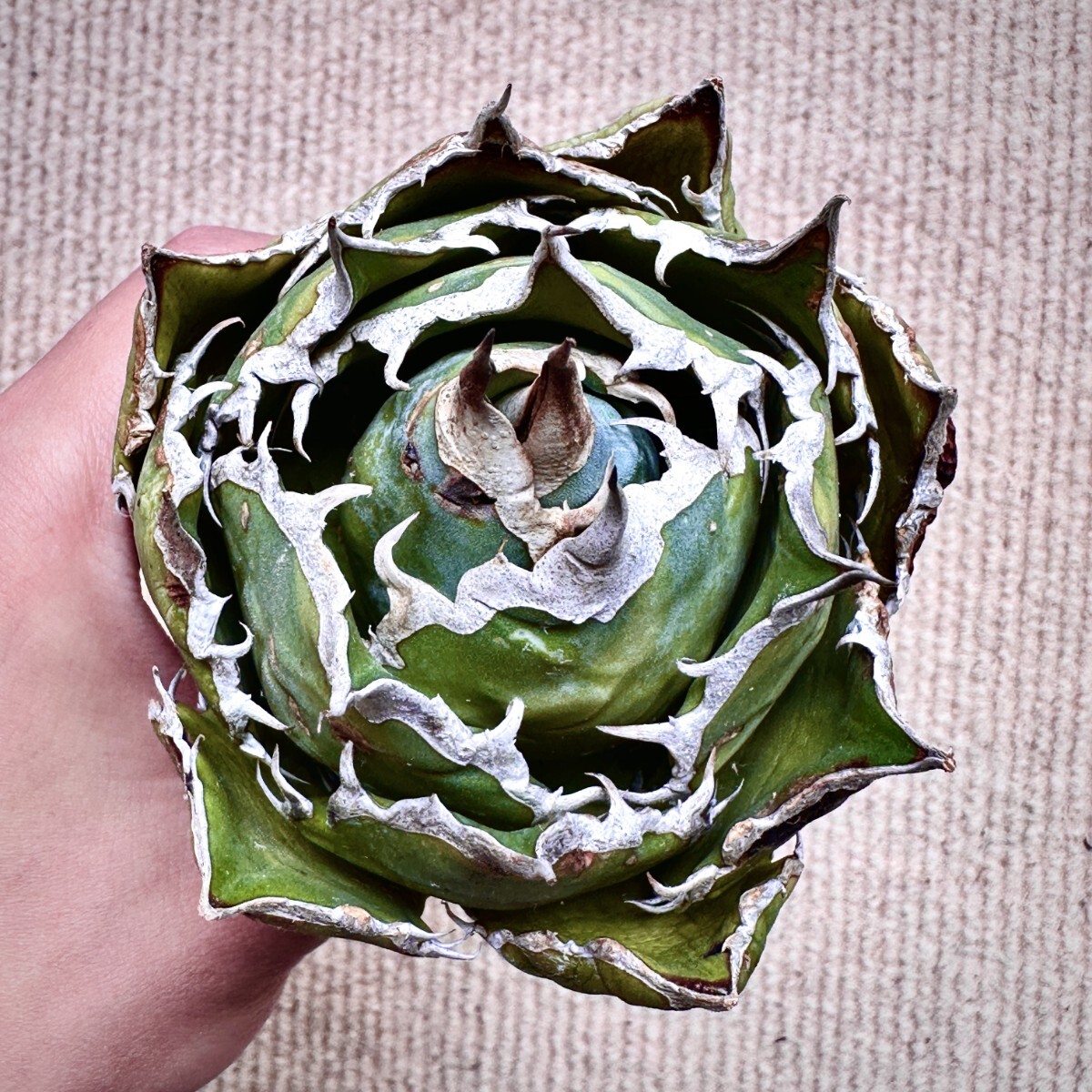 Lj_plants C426 激レア高級品種 アガベ チタノタ FO-076シロアリ 極上強棘 狂刺 強白棘 Sクラスは希少株 極美極上株(中古)のオークション落札情報