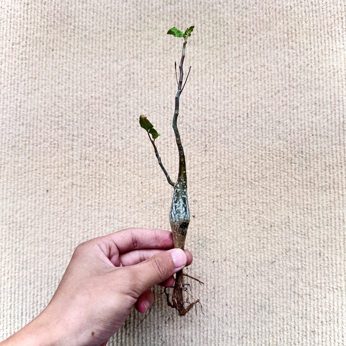 Yahoo!オークション - 【Lj_plants】C499 多肉植物 Bursera hindsiana ...