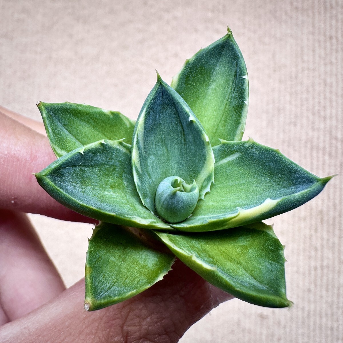 Yahoo!オークション - 【Lj_plants】C493 アガベ ブルーグロー 極姫錦 ...