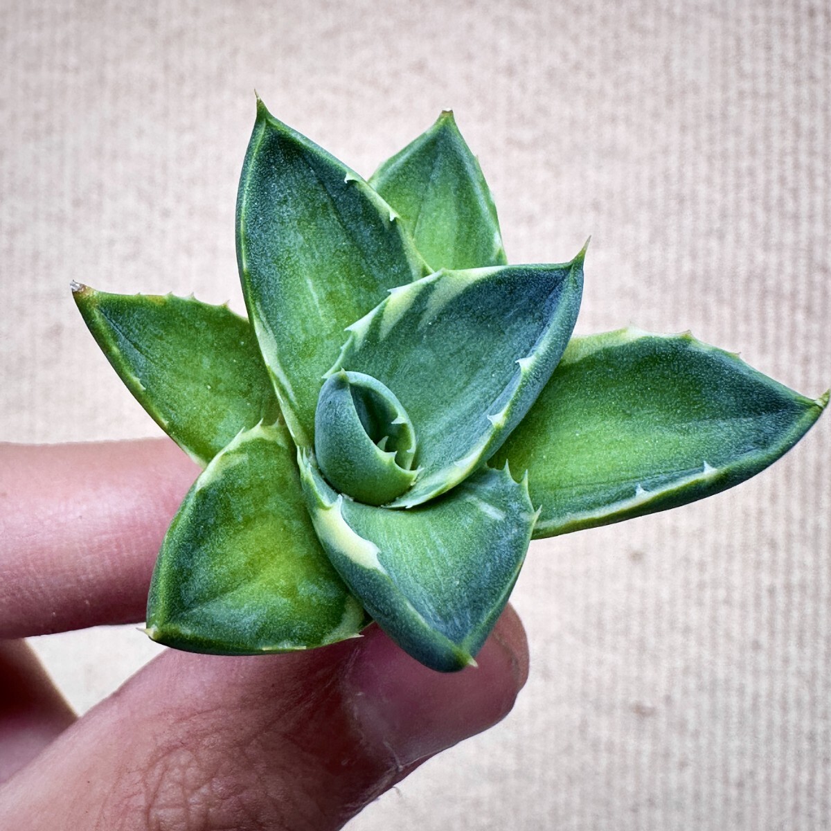 Yahoo!オークション - 【Lj_plants】C493 アガベ ブルーグロー 極姫錦 ...