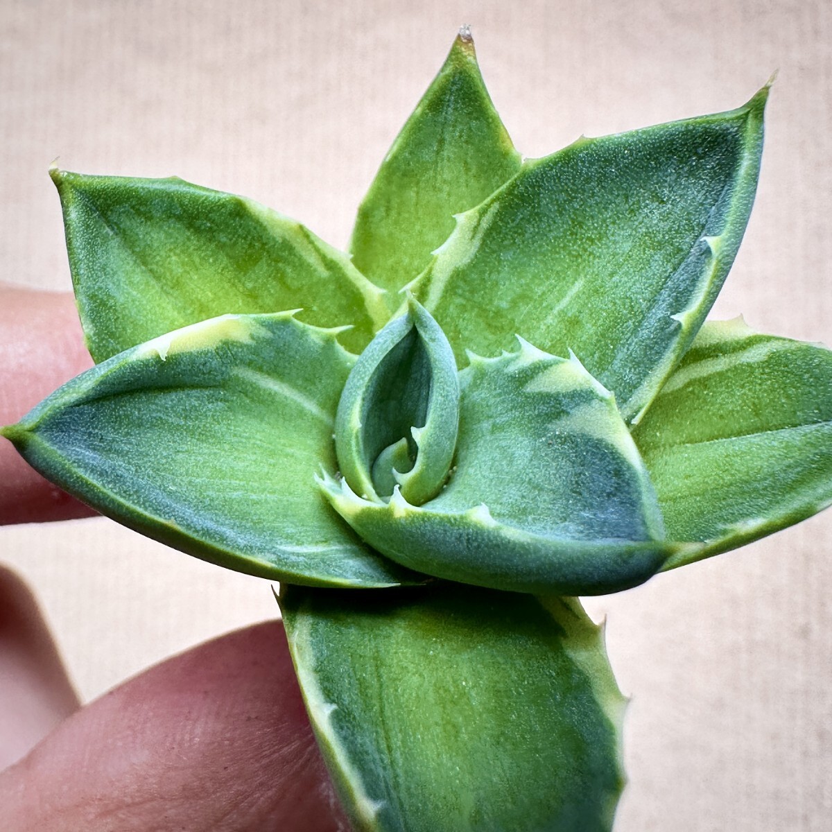 Yahoo!オークション - 【Lj_plants】C493 アガベ ブルーグロー 極姫錦 ...