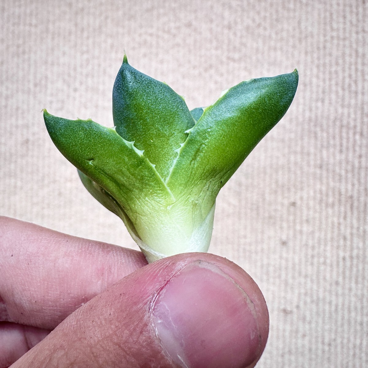 Yahoo!オークション - 【Lj_plants】C493 アガベ ブルーグロー 極姫錦 ...