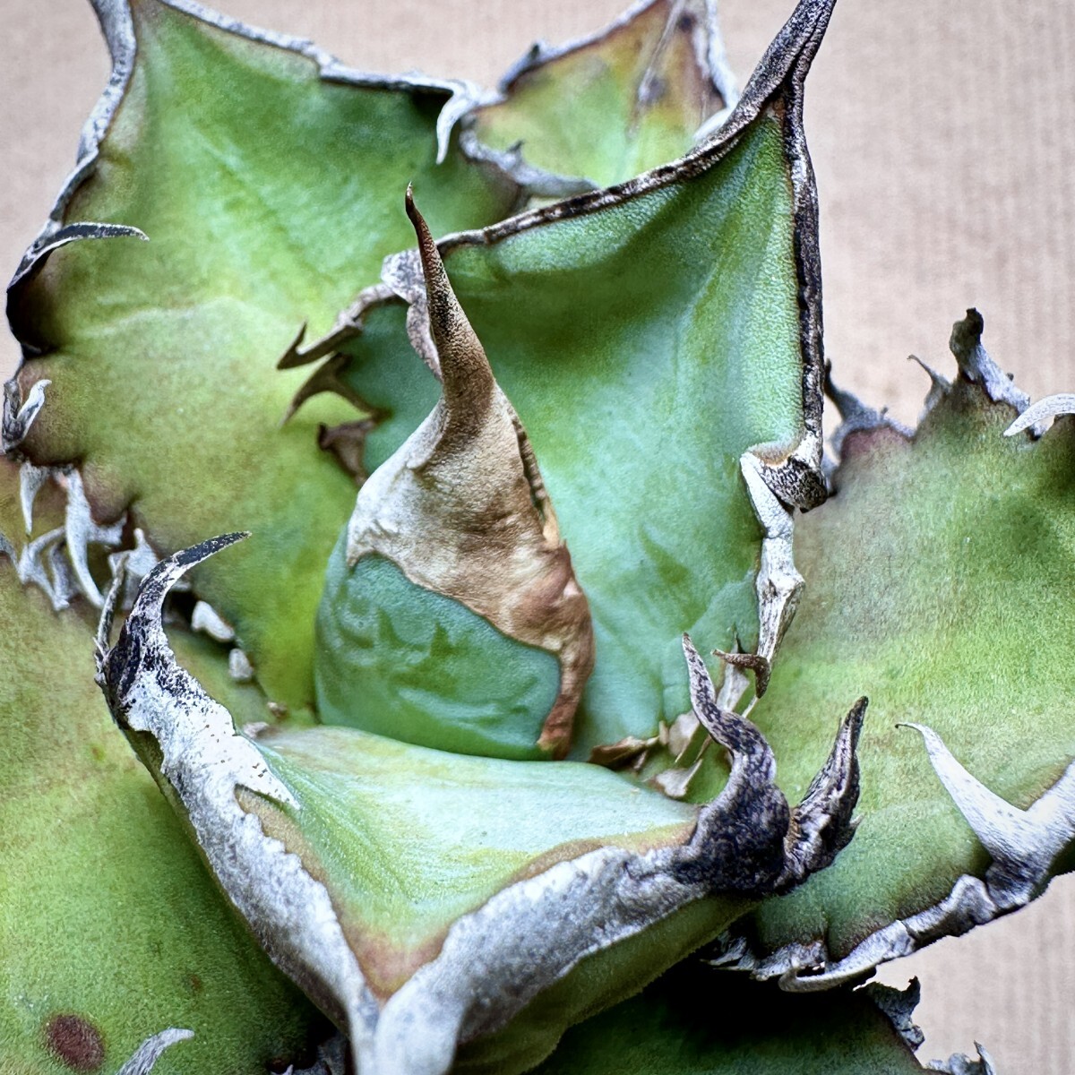 Yahoo!オークション - 【Lj_plants】C276 厳選 アガベ チタノタ実生 厳...