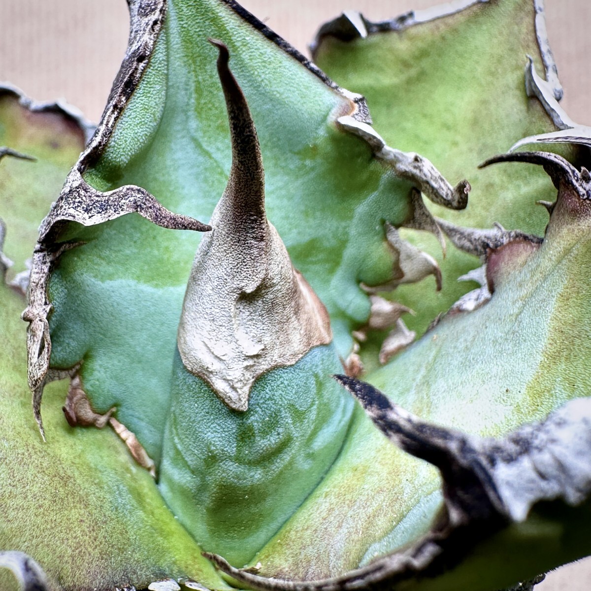 Yahoo!オークション - 【Lj_plants】C276 厳選 アガベ チタノタ実生 厳...