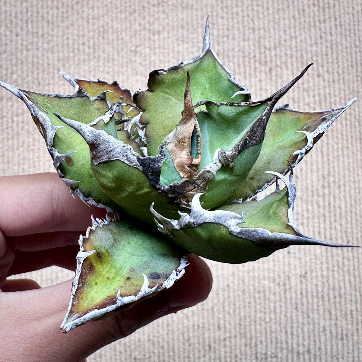 Yahoo!オークション - 【Lj_plants】C276 厳選 アガベ チタノタ実生 厳...