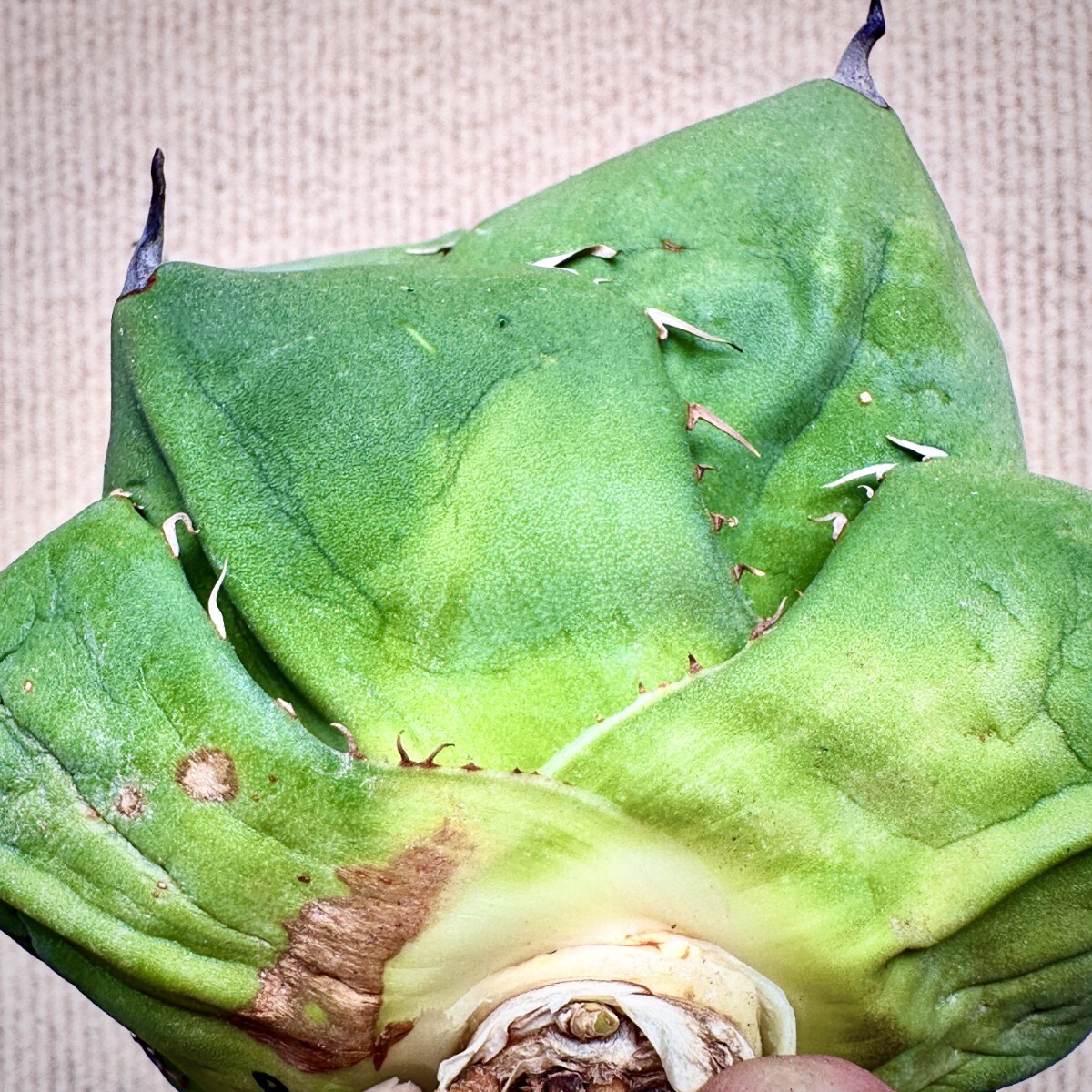 Yahoo!オークション - 【Lj_plants】C418 特選 アガベ 多肉植物 ジャ...