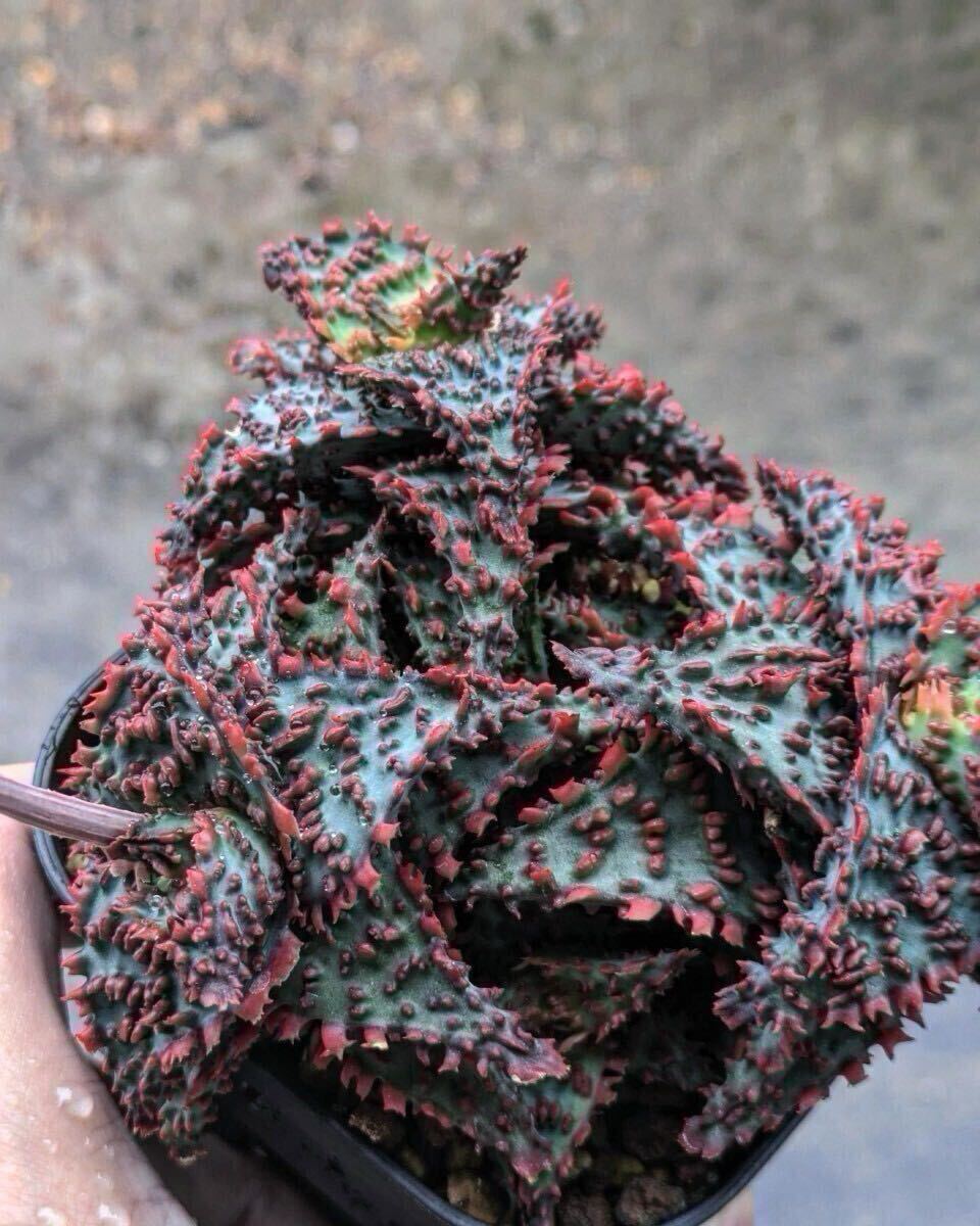 Yahoo!オークション - Aloe 'Glorious Dragon' グロリアスドラゴン ア...