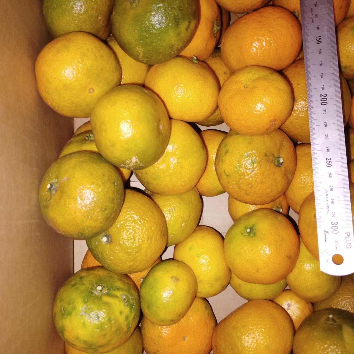 Yahoo!オークション - みかん 自宅庭でとれた無農薬みかん 約15kg (輸...