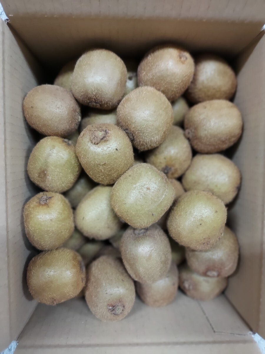 Yahoo!オークション - キウイフルーツ(50g～60g)3kgご家庭用(送料無料...