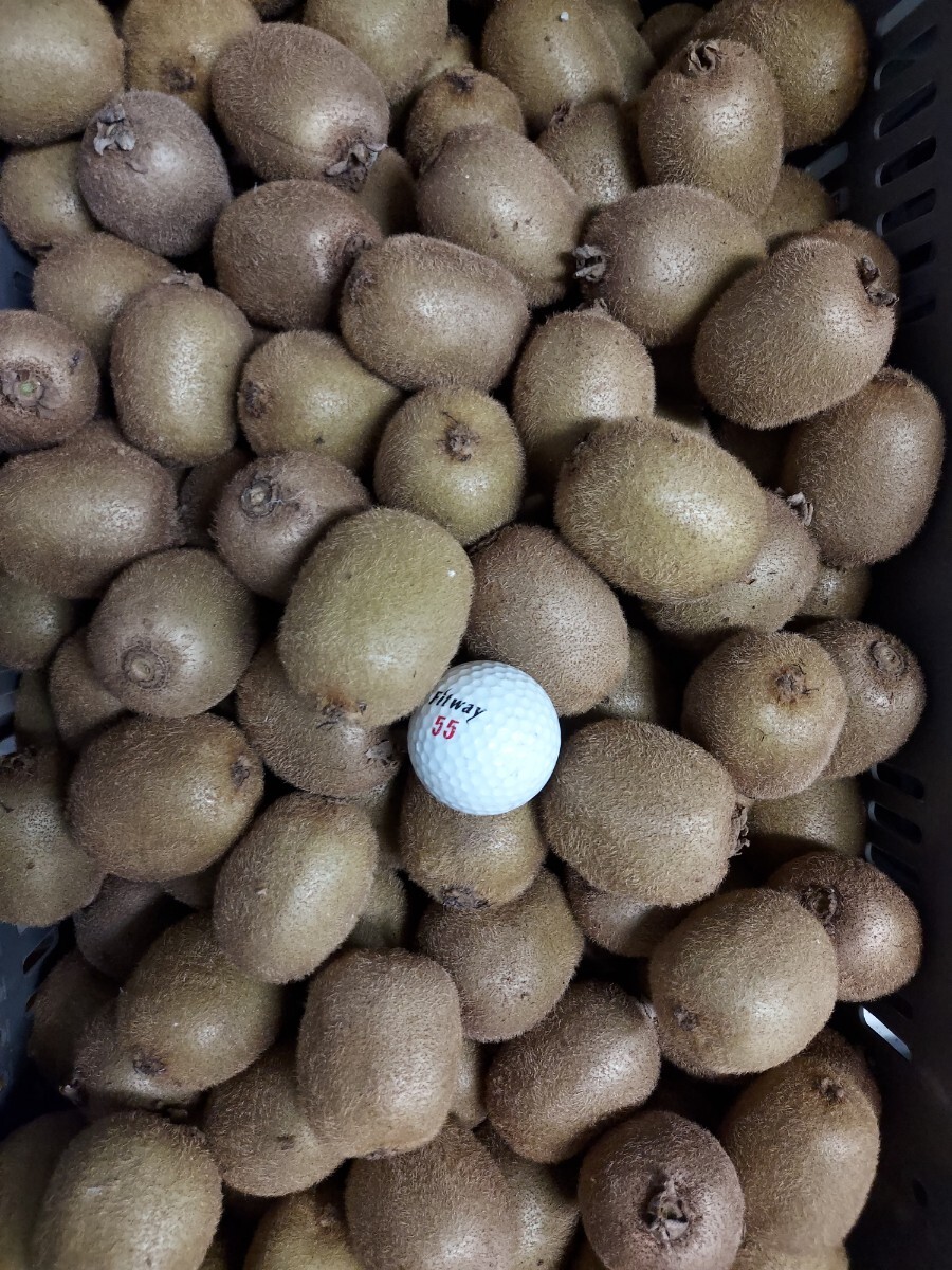 Yahoo!オークション - キウイフルーツ小(70g前後)5kgご家庭用(送料無...