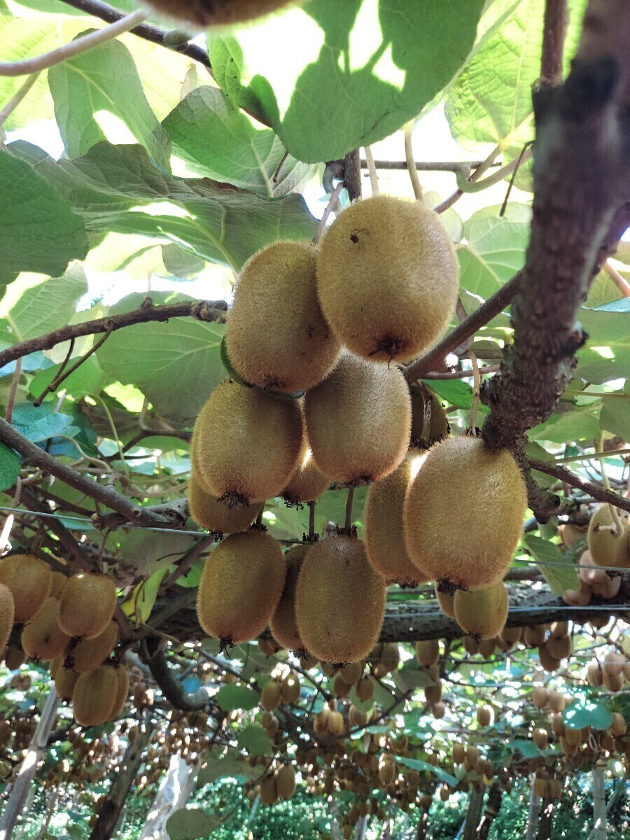 Yahoo!オークション - キウイフルーツ小(70g前後)5kgご家庭用(送料無...