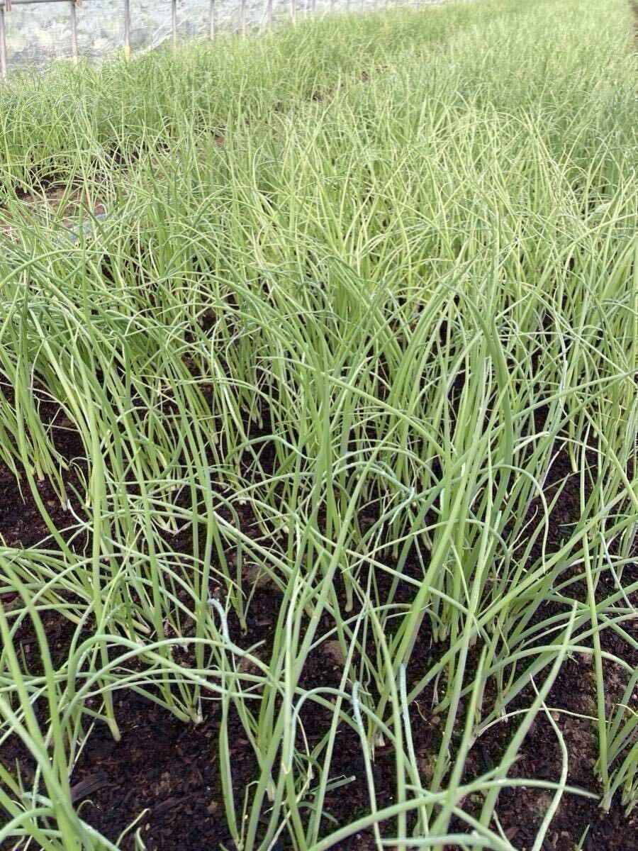 Yahoo!オークション - 玉ねぎ苗（もみじ3号）200本 00.