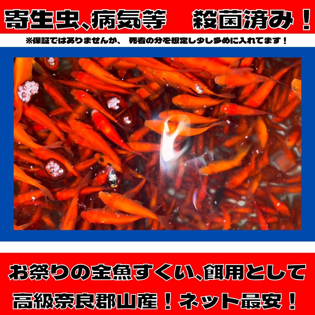 Yahoo!オークション - 《300匹》小赤 姉金 金魚 金魚すくい 餌用金魚 ...