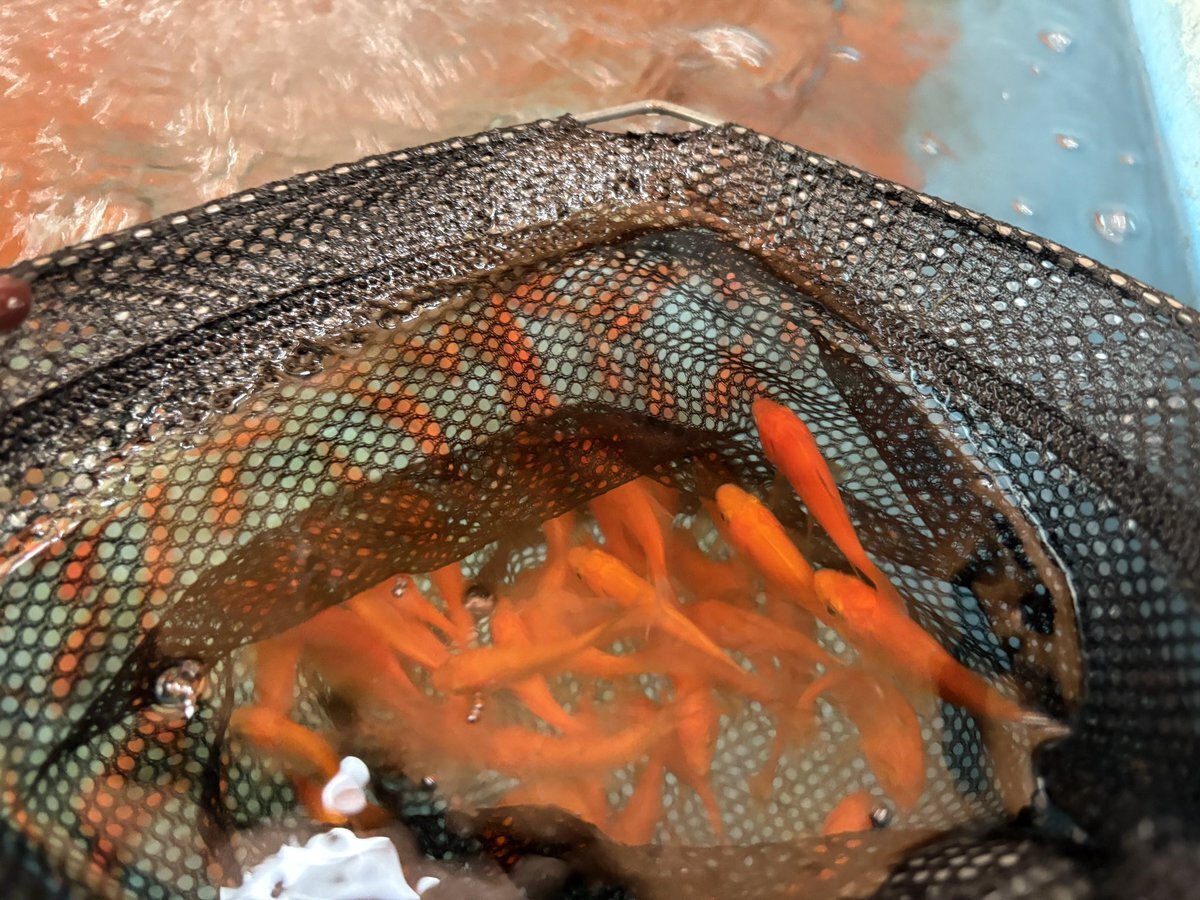 Yahoo!オークション - 《300匹》小赤 姉金 金魚 金魚すくい 餌用金魚 ...