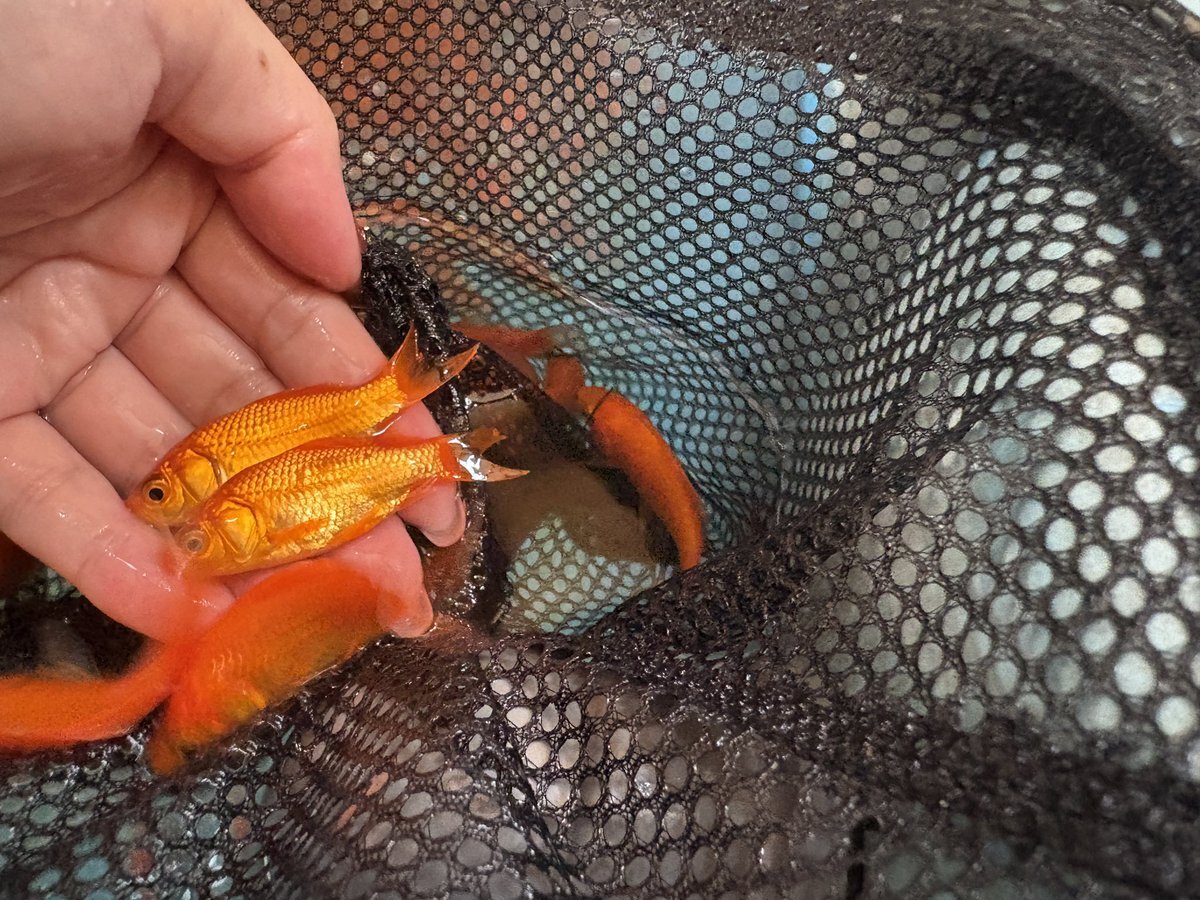 Yahoo!オークション - 《300匹》小赤 姉金 金魚 金魚すくい 餌用金魚 ...