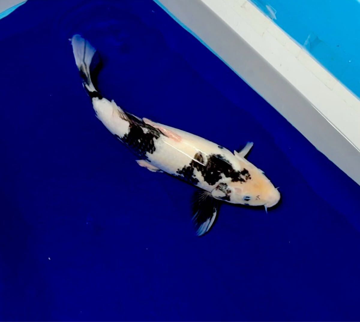 Yahoo!オークション - 品評会用上物メス白写り 今がチャンス破格 錦鯉 ...