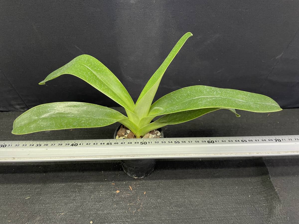 Yahoo!オークション - No.2272 Paph.philippinense ‘Yashima’ x Paph...