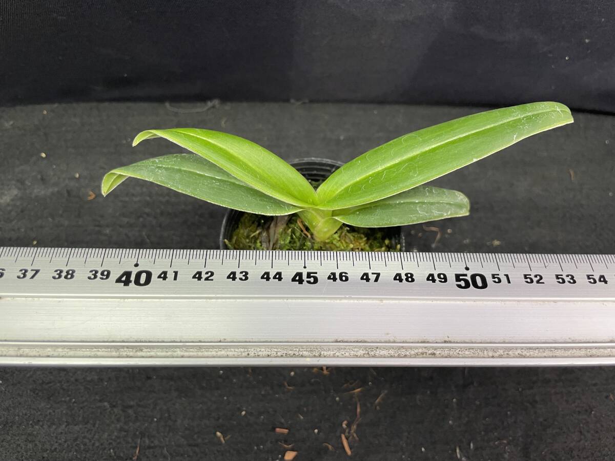 Yahoo!オークション - No.2278 Phrag.Fritz Schomburg’Yashima’x sel...