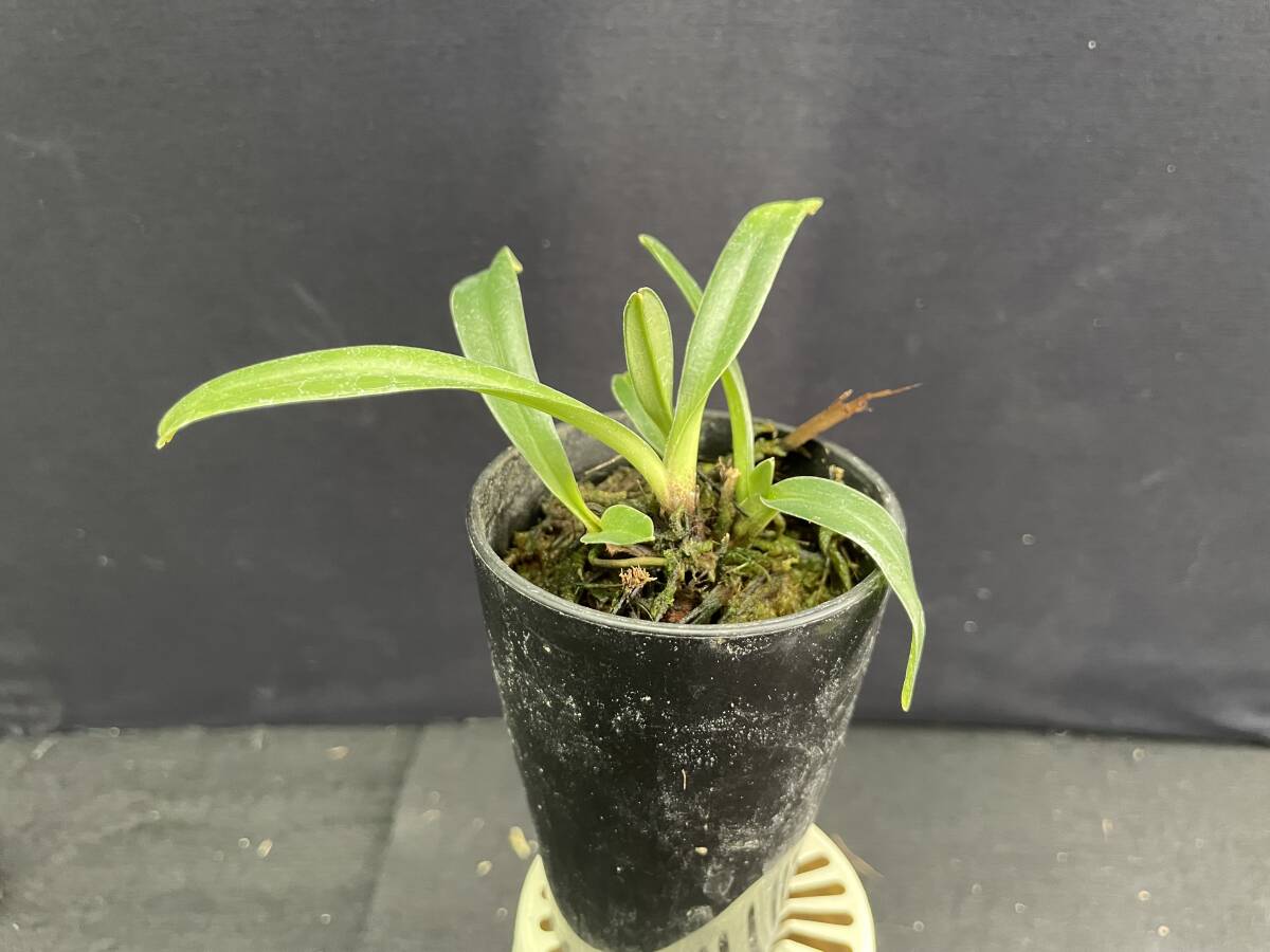 Yahoo!オークション - No.2296 Paph.helenae x sib. 苗 パフィオ 原種