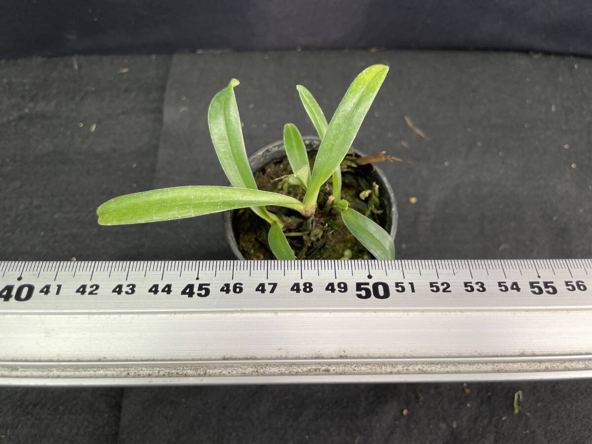 Yahoo!オークション - No.2296 Paph.helenae x sib. 苗 パフィオ 原種