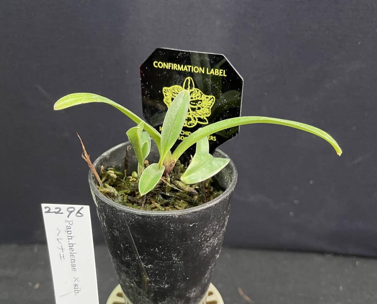 Yahoo!オークション - No.2296 Paph.helenae x sib. 苗 パフィオ 原種