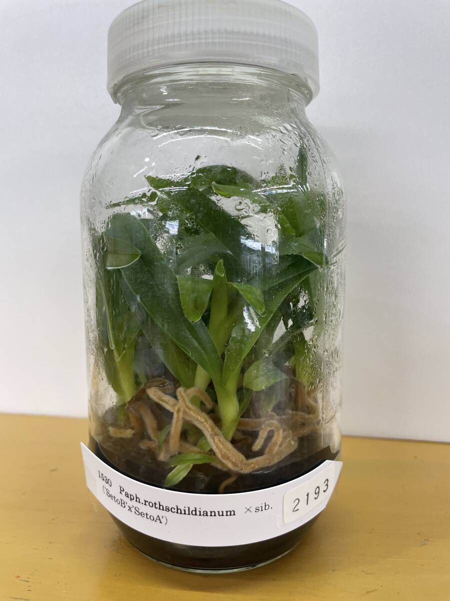 Yahoo!オークション - No.2193 Paph.rothschildianum x sib. フラスコ...