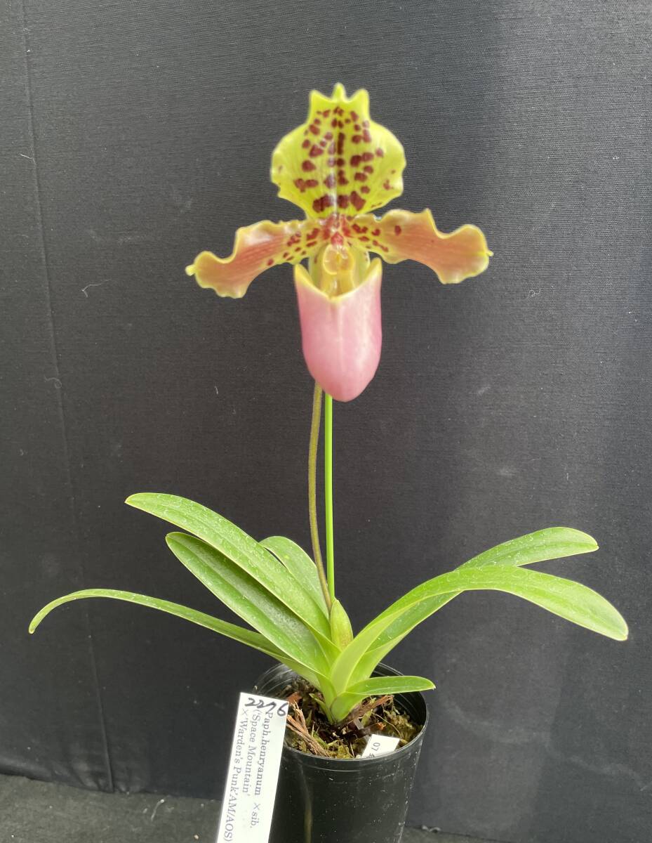Yahoo!オークション - No.2276 Paph.henryanum x sib. 花付き株 パフィ...