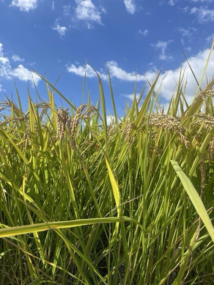 Yahoo!オークション - 令和7年度新米ヒノヒカリ玄米30kg