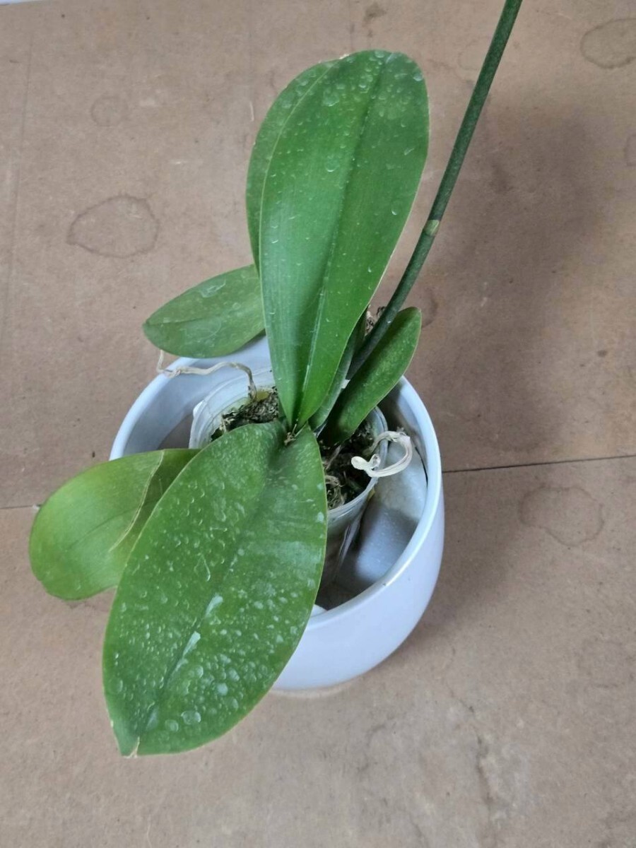 Yahoo!オークション - 胡蝶蘭 ファレノプシス ミディー 蘭工房 訳あり...