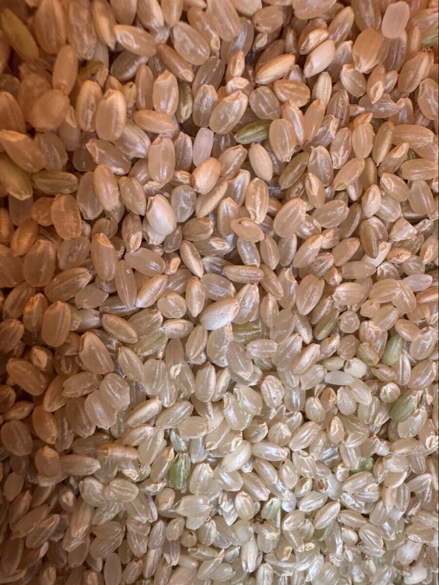 Yahoo!オークション - 新米 30kg 玄米 茨城産 限定送料無料 お米