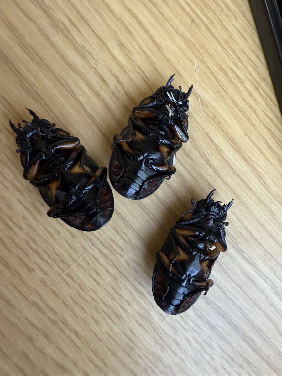 Yahoo!オークション - メリーメンガタクワガタ オス1 メス3 爆産セット...