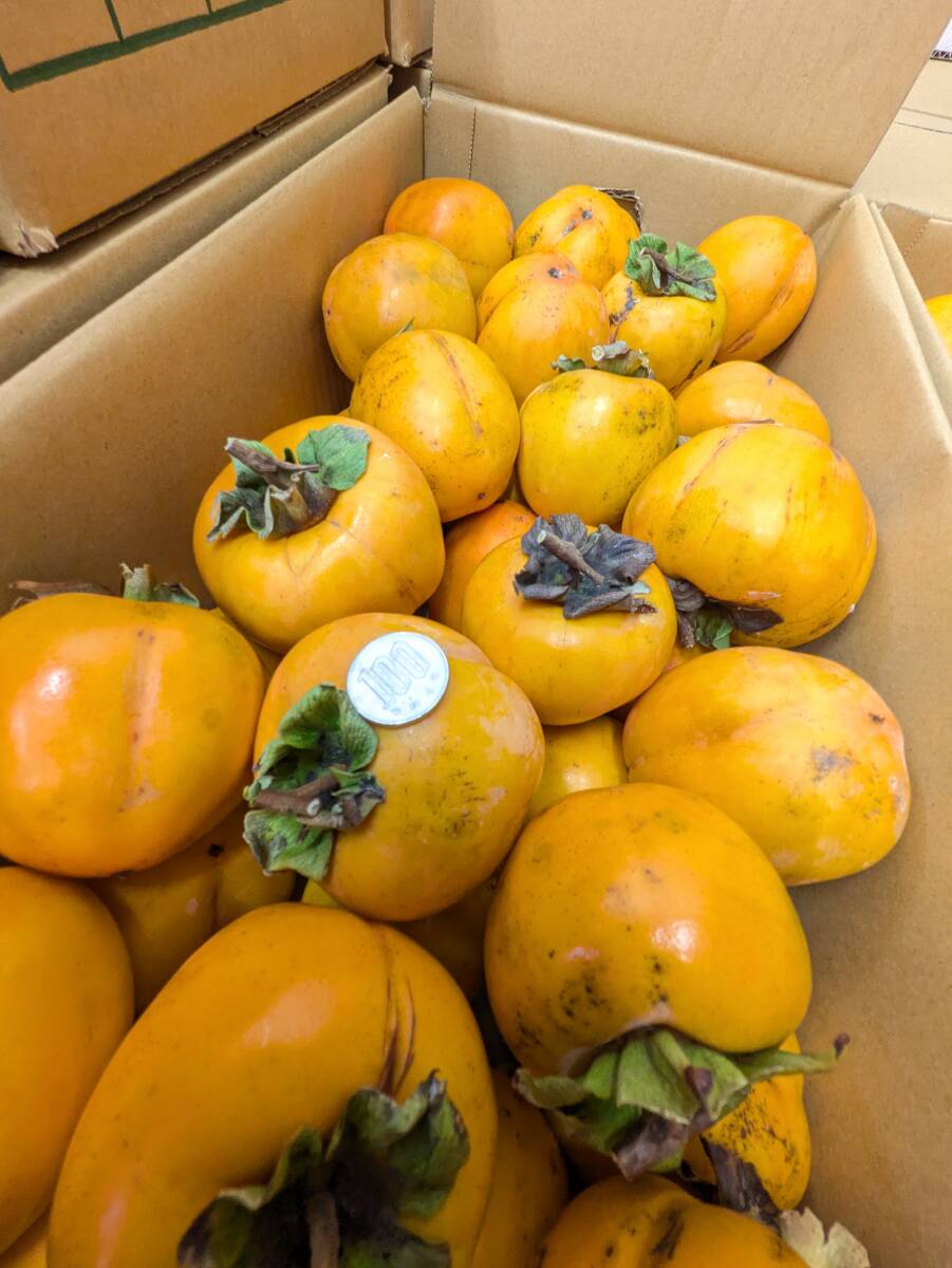 Yahoo!オークション - 渋柿 約10kg 干し柿用 枝付きシブ柿 落札後即...