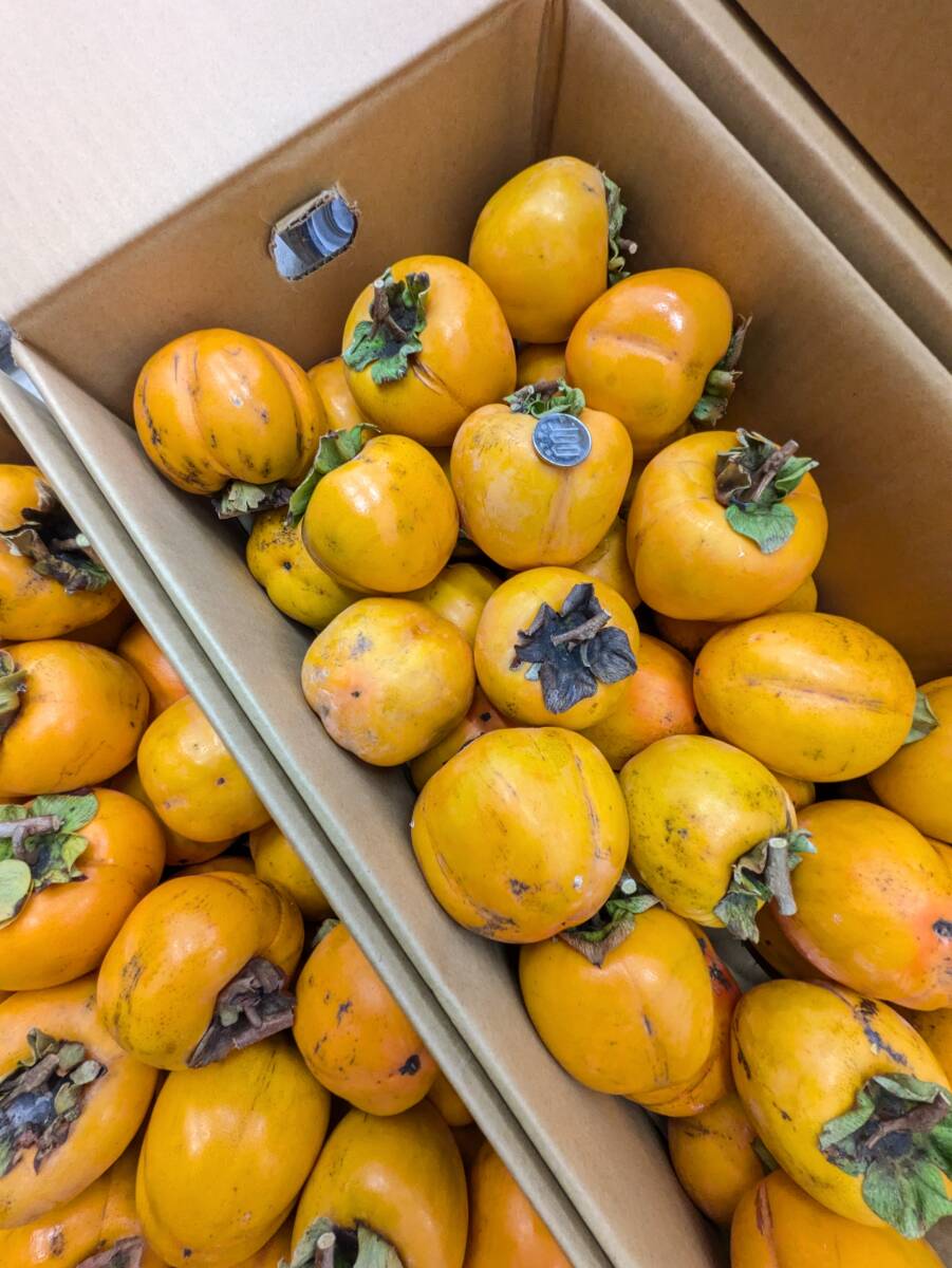 Yahoo!オークション - 渋柿 約10kg 干し柿用 枝付きシブ柿 落札後即...