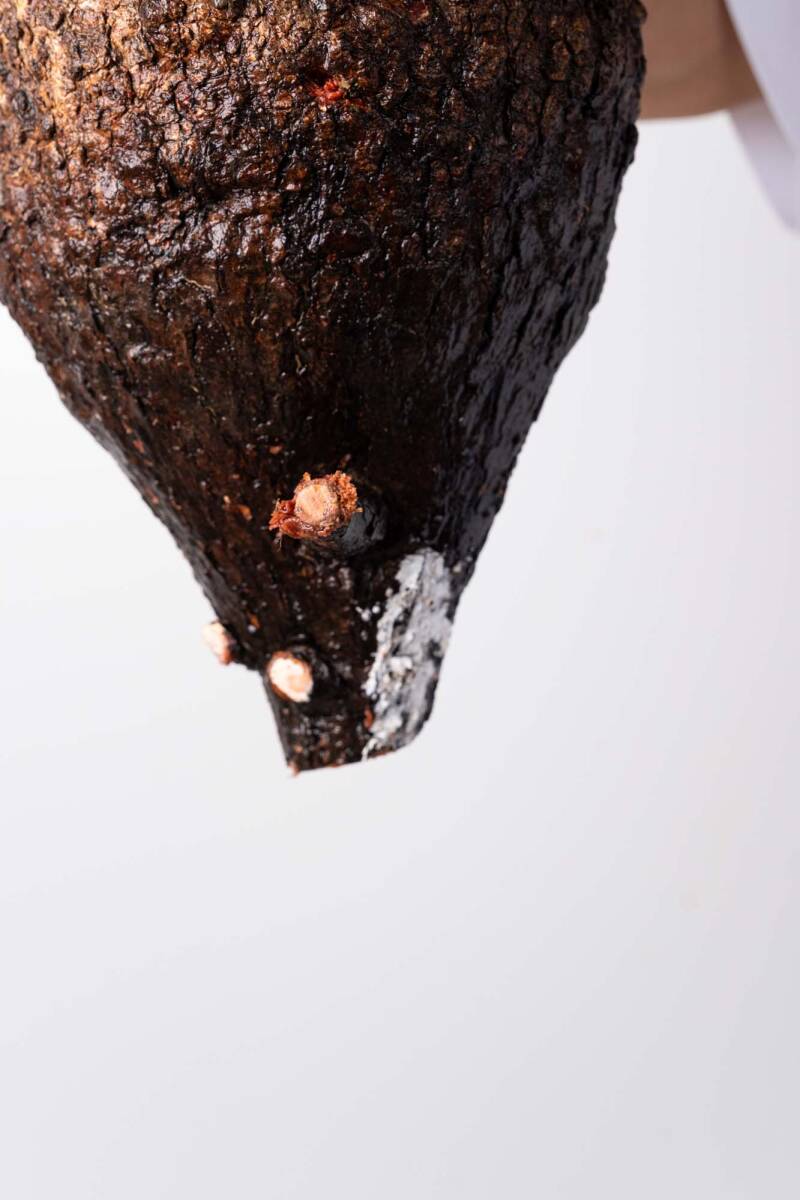 Yahoo!オークション - OP29 オペルクリカリア パキプス 11/9 入荷 Oper...