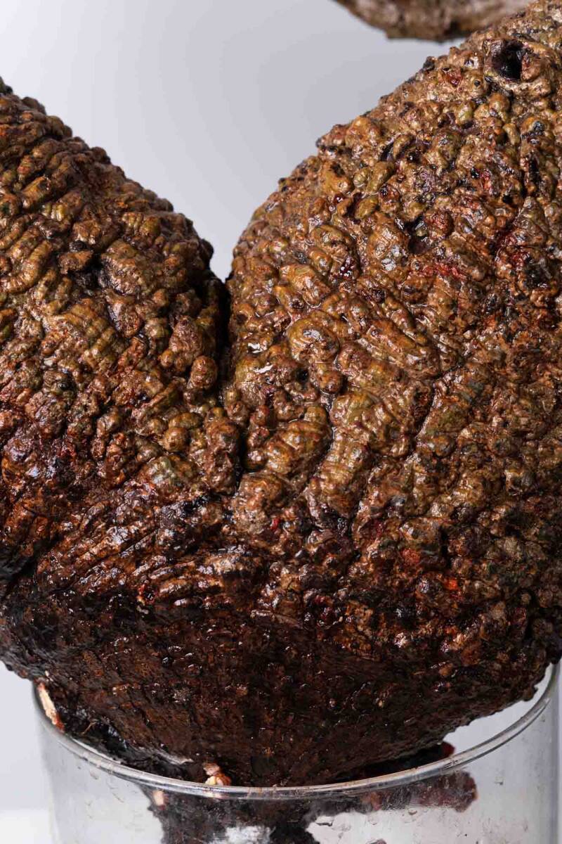 Yahoo!オークション - OP30 オペルクリカリア パキプス 11/9 入荷 Oper...