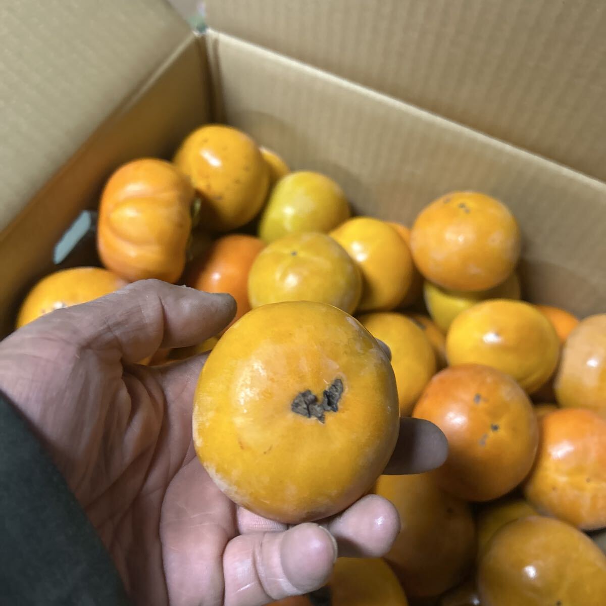 Yahoo!オークション - 早生富有柿規格外品約10キロ