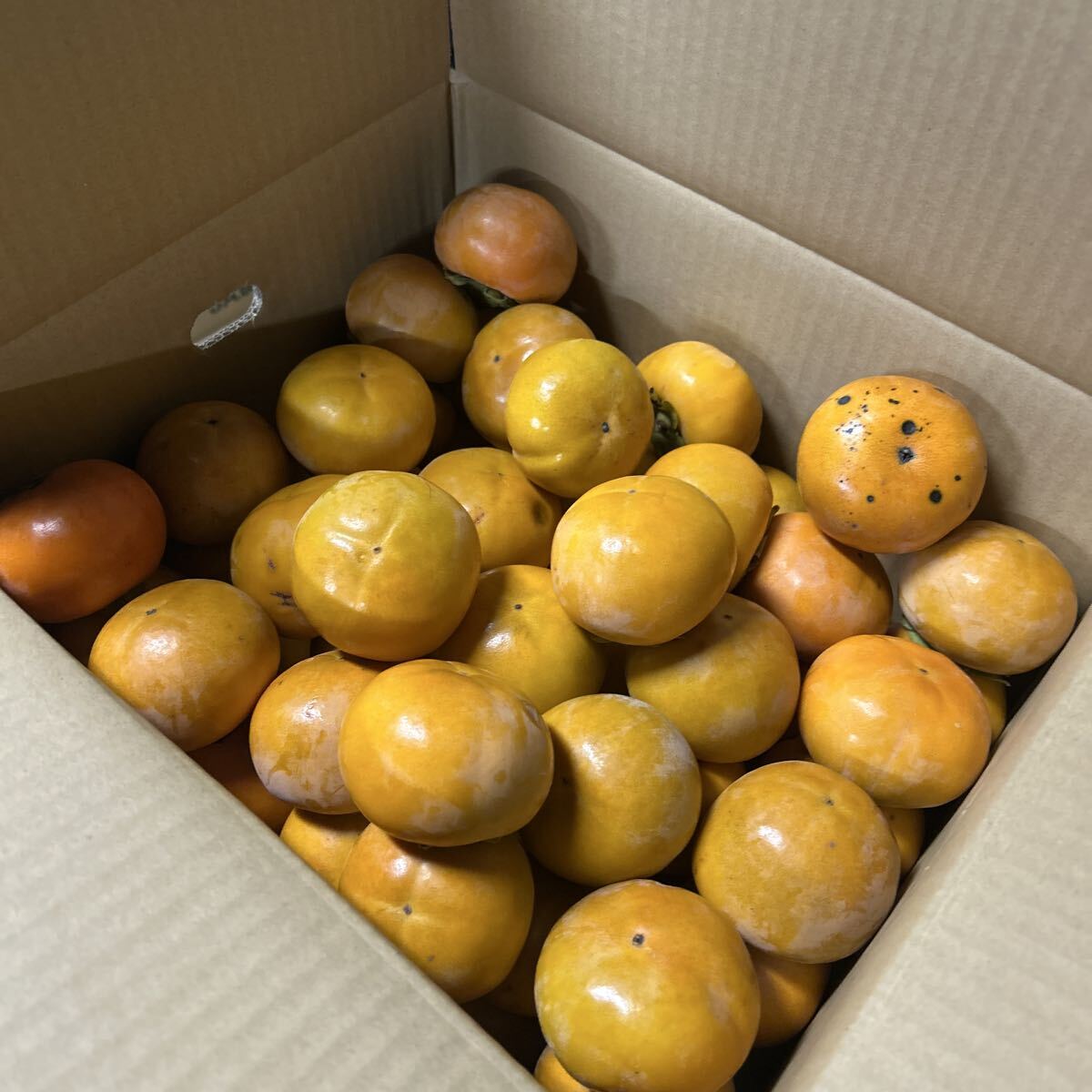 Yahoo!オークション - 早生富有柿規格外品約10キロ