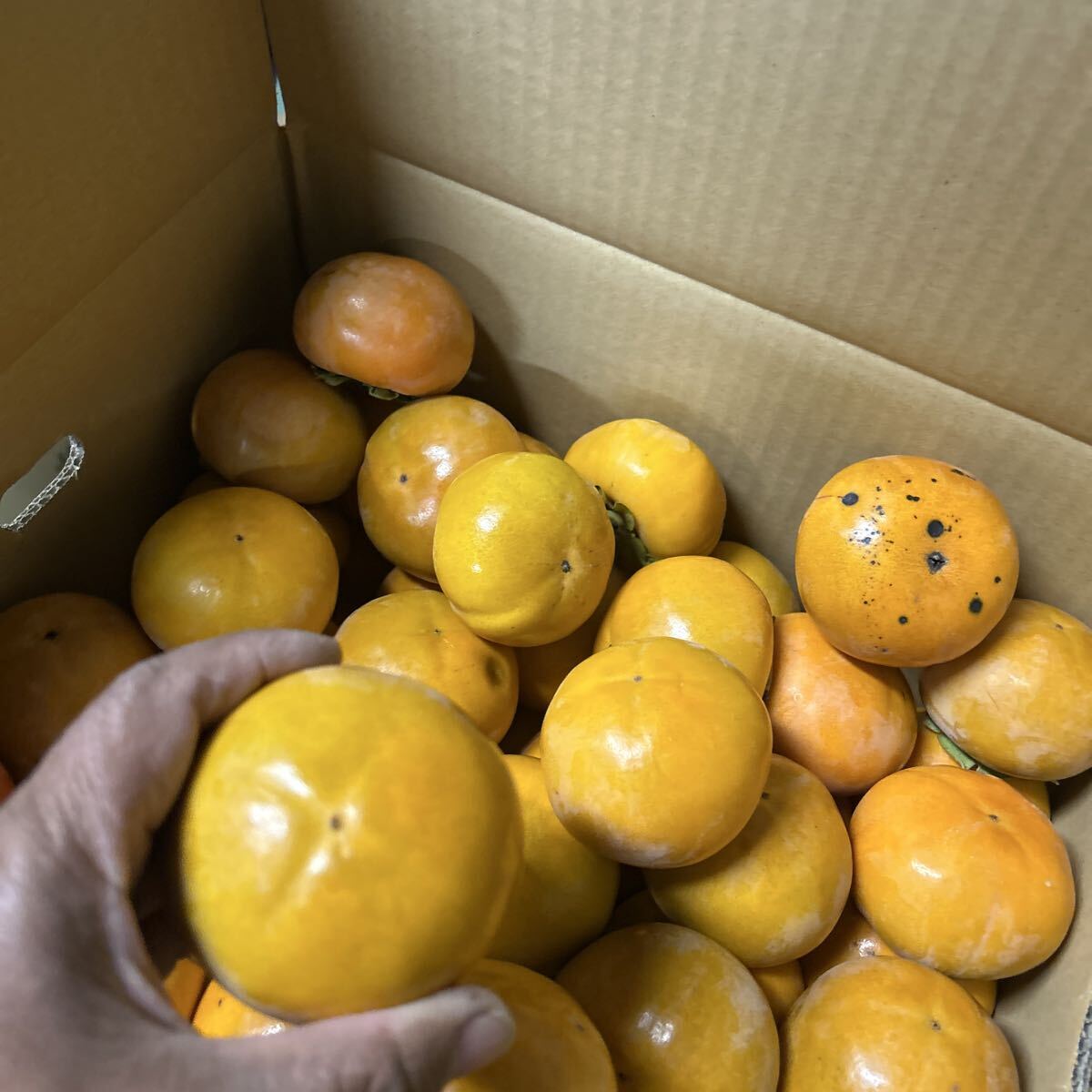 Yahoo!オークション - 早生富有柿規格外品約10キロ