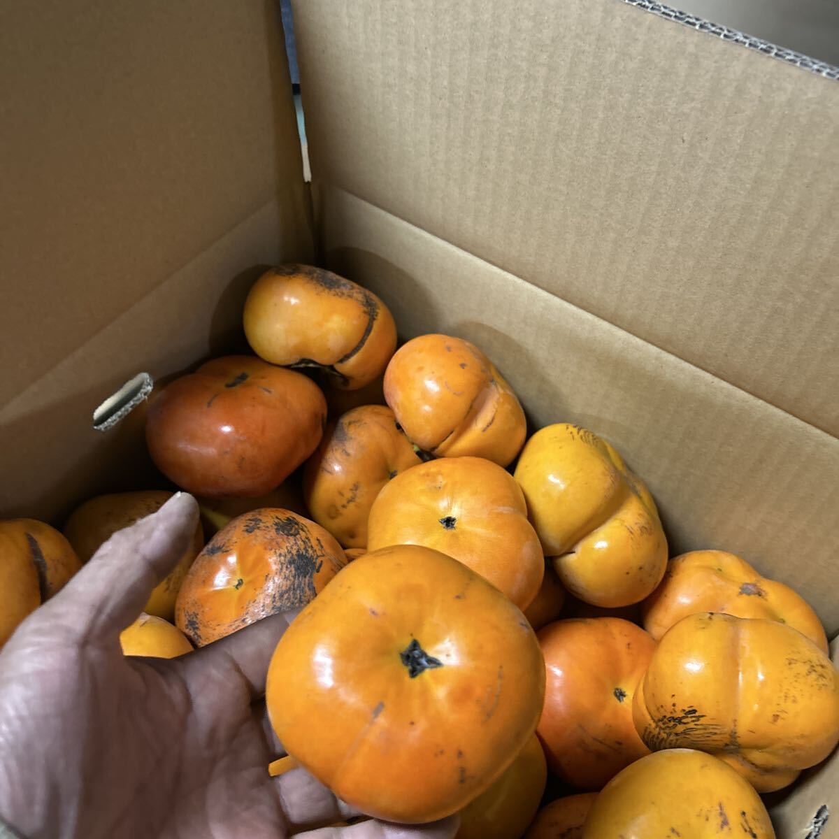 Yahoo!オークション - 秋王柿規格外品約10キロ