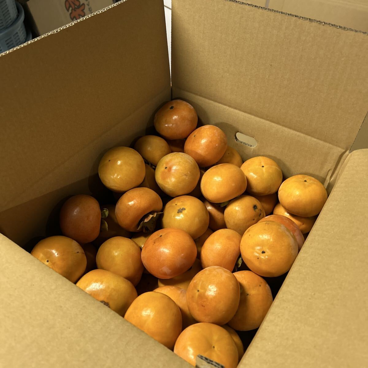 Yahoo!オークション - 早生富有柿規格外品10キロ