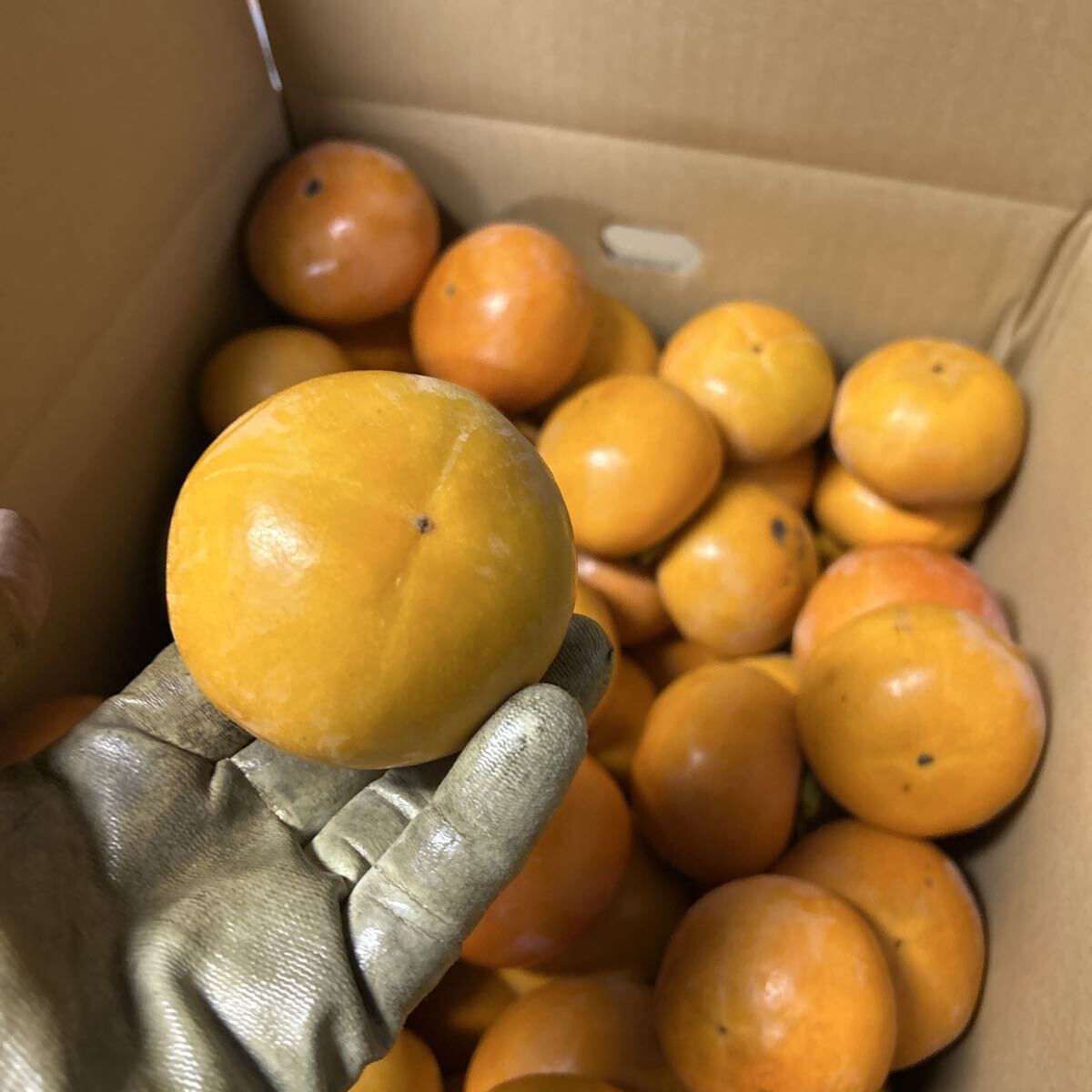 Yahoo!オークション - 早生富有柿規格外品10キロ