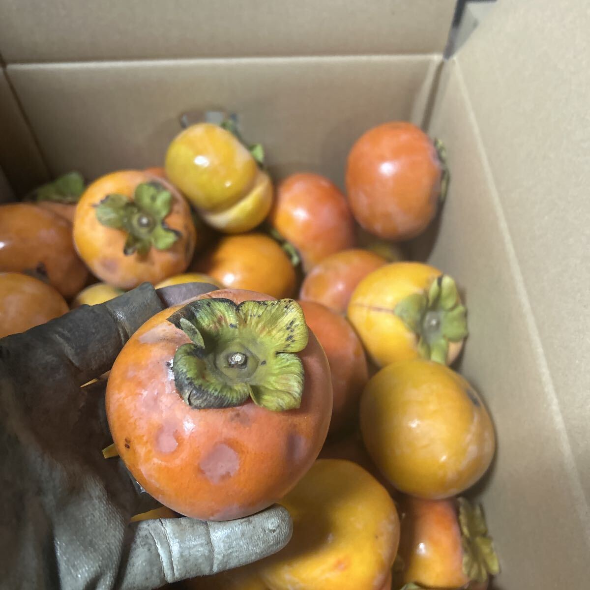 Yahoo!オークション - 富有柿規格外品10キロ@