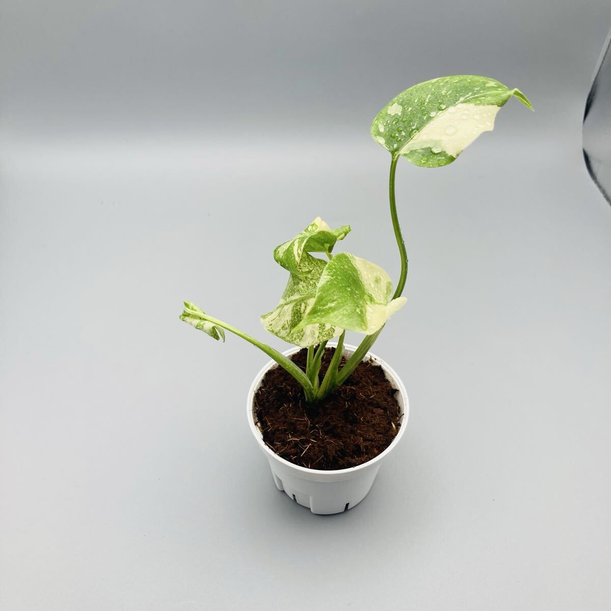 Yahoo!オークション - Monstera dericiosa legacy モンステラデリシオ...