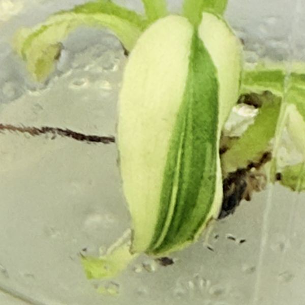 Yahoo!オークション - Musa pink nonoムサピンクノノ組織培養《m63》順...