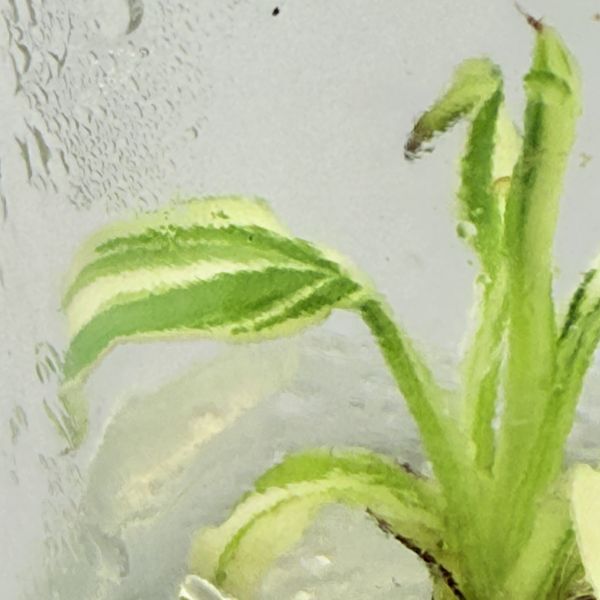 Yahoo!オークション - Musa pink nonoムサピンクノノ組織培養《m63》順...