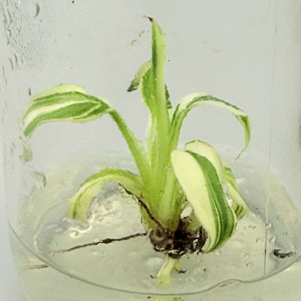 Yahoo!オークション - Musa pink nonoムサピンクノノ組織培養《m63》順...