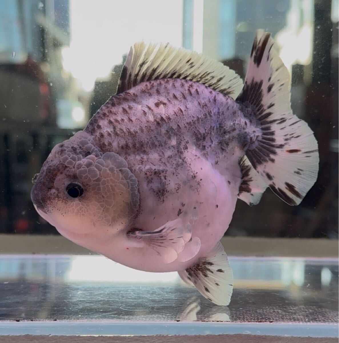 Yahoo!オークション - 【AQUA SHOP 麒麟】極上 ショートテールオランダ...